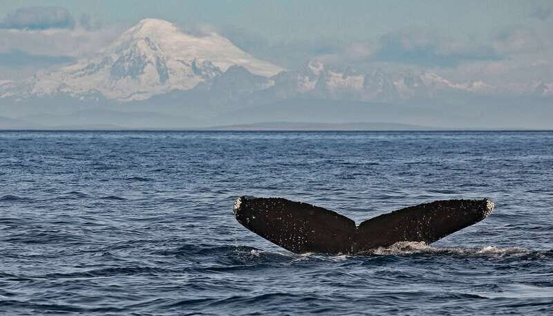 Victoria: Whale and Wildlife Semi-Covered Boating Tour - The Itinerary and Experience Breakdown