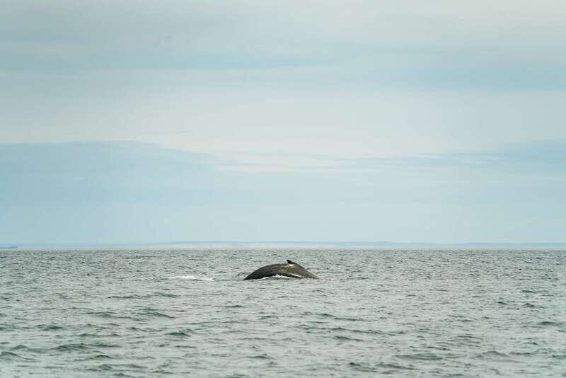 Victoria: Whale Watching Adventure in a Zodiac Boat - Key Points