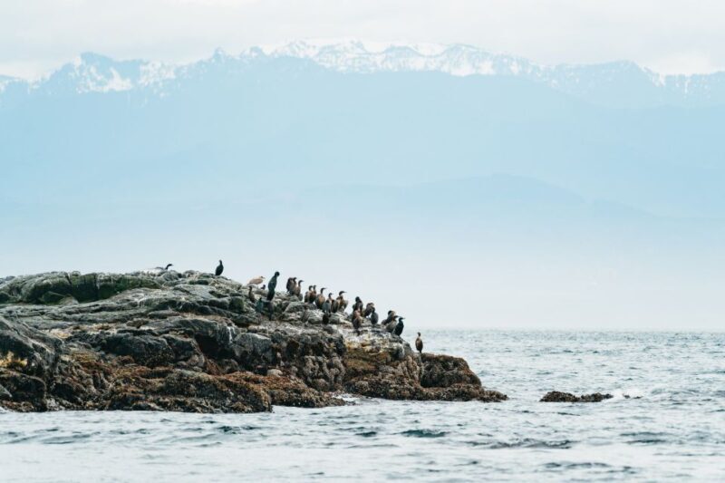 Victoria: Whale Watching Adventure in a Zodiac Boat - Who Will Love This Tour?
