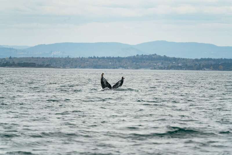 Victoria: Whale Watching Adventure in a Zodiac Boat - The Sum Up