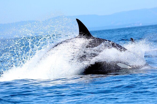 Victoria Whale Watching Cruise with Expert Naturalists - The Sum Up: Who Should Consider This Tour?