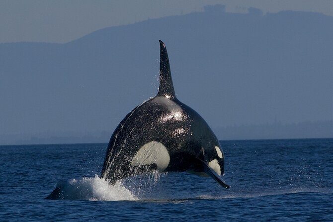 Victoria Whale Watching Cruise with Expert Naturalists - FAQ