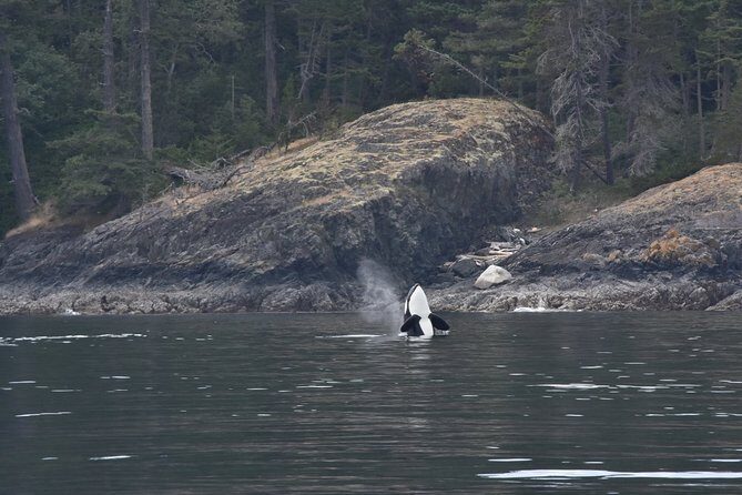 Victoria Zodiac Whale Watching Adventure - Authentic Insights from Travelers