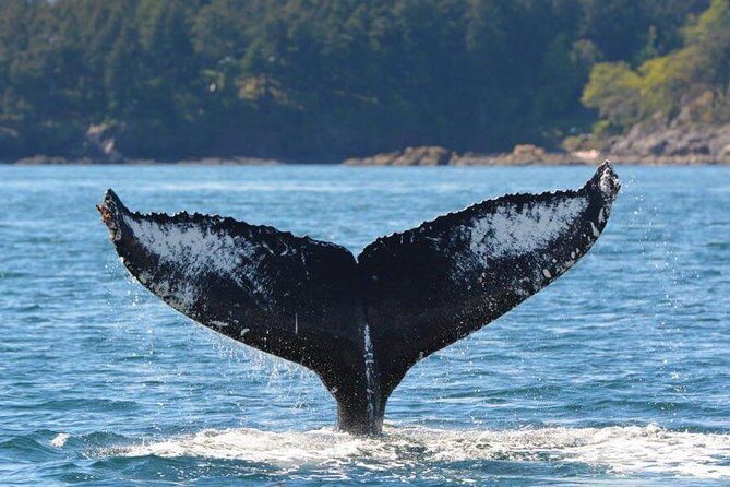 Victoria Zodiac Whale Watching Adventure - The Sum Up: Who Will Truly Appreciate This Tour?