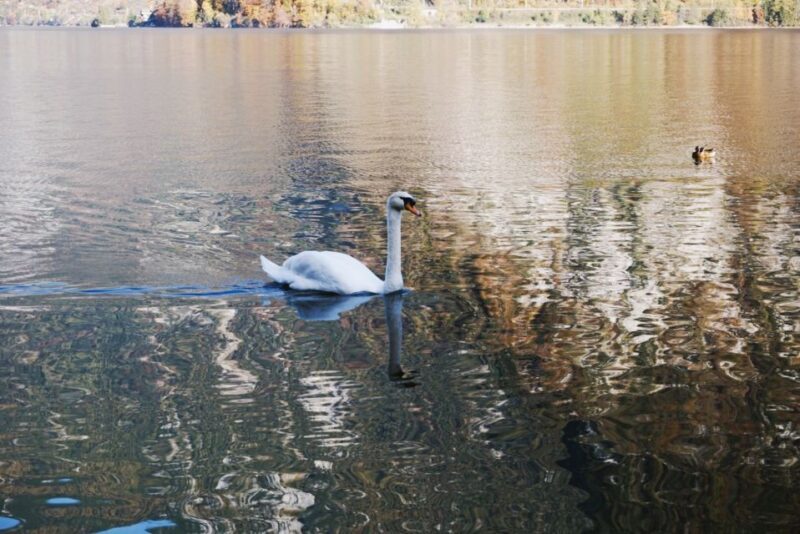 Vienna: Hallstatt & Alpine Peaks Day Trip with Admont Abbey - Transportation and Comfort