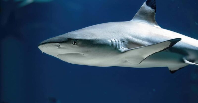 Vienna: Haus des Meeres Entry Ticket - What to Expect at Haus des Meeres