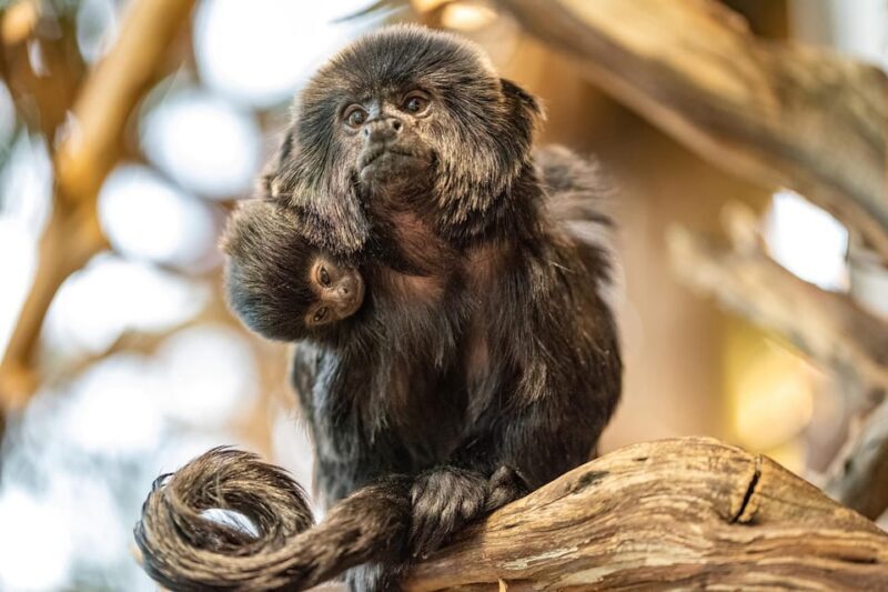 Vienna: Haus des Meeres Entry Ticket - What Makes Haus des Meeres Special?