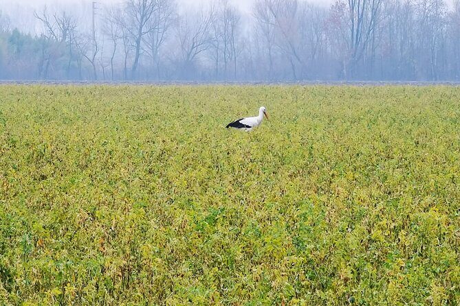 Vienna's Hills Private tour: Nature & Hidden Architectural Jewels - Final Thoughts: Who Is This Tour Best For?