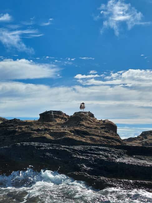 Vila Franca do Campo: Marine Life & Bird Watching & Islet Tour - Key Points
