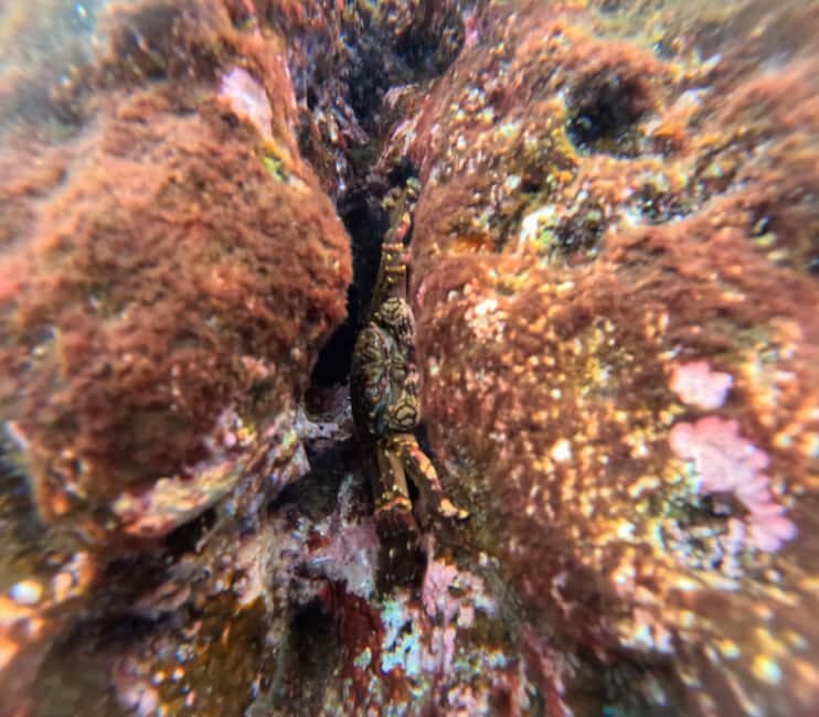 Vila Franca do Campo: Marine Life & Bird Watching & Islet Tour - The Sum Up