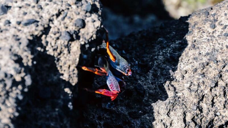 Vila Franca Islet: Bioligist Guided 0% Carbon e-Boat Tour - Final Thoughts