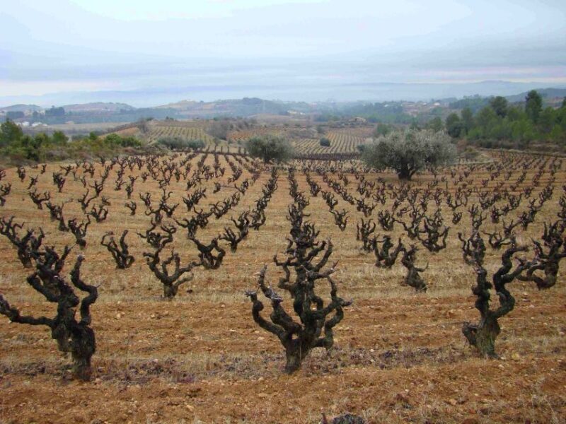 Vilafranca del Penedès: Winery Visit with Tastings - An Introduction to the Vilafranca del Penedès Winery Tour