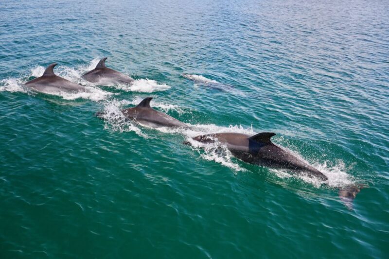 Vilamoura: Boat Tour Dolphin Quest & Marine Life Search - Discovering Vilamoura’s Marine Adventure: An In-Depth Look