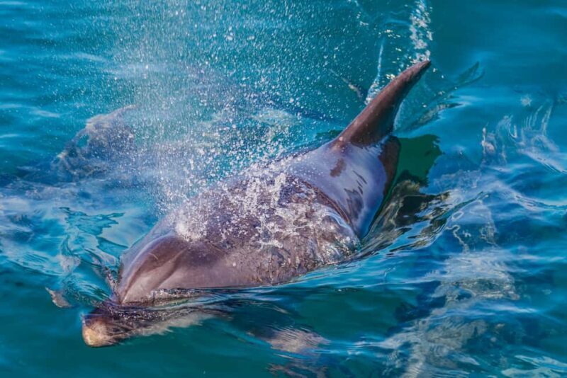 Vilamoura: Boat Tour Dolphin Quest & Marine Life Search - FAQ