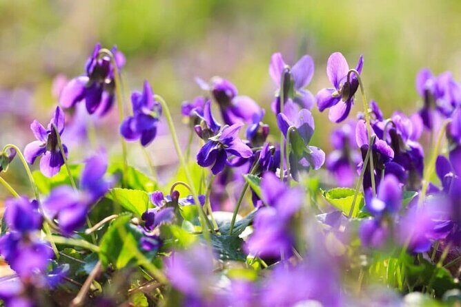Villages Médiévaux,Grasse, Gourdon, Tourrettes sur Loup, St Paul - Discovering the Charm of the Côte d’Azur: A Tour Through Villages Médiévaux, Grasse, Gourdon, Tourrettes-sur-Loup, and Saint-Paul-de-Vence