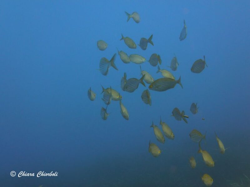 Villasimius: Capo Carbonara Boat and Snorkeling Tour - Additional Considerations