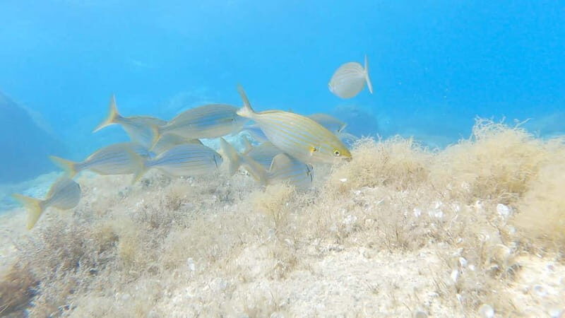 Villasimius: Capo Carbonara First Time Dive with Instructor - Why This Tour Stands Out