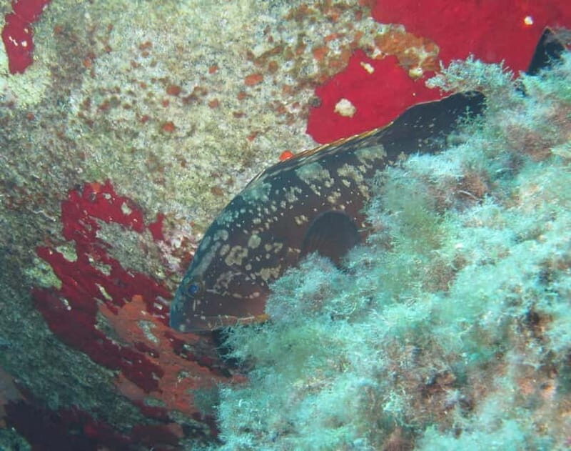 Villasimius: Capo Carbonara First Time Dive with Instructor - Practical Tips for Future Divers