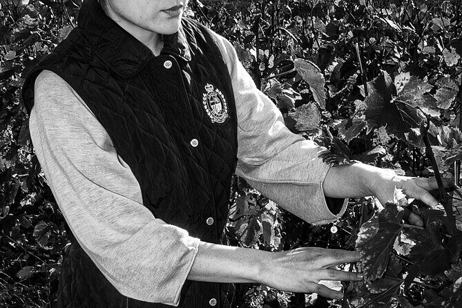 Vineyard and Triple Tasting First Cru in the Mountains of Reims - What to Expect from the Tour