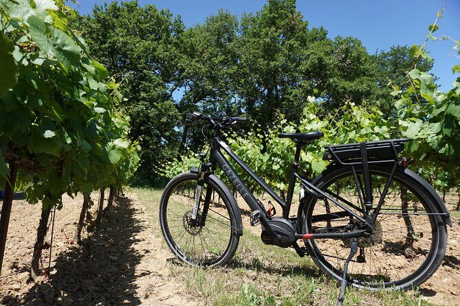 Vineyard of the Alpilles by bike - Key Points