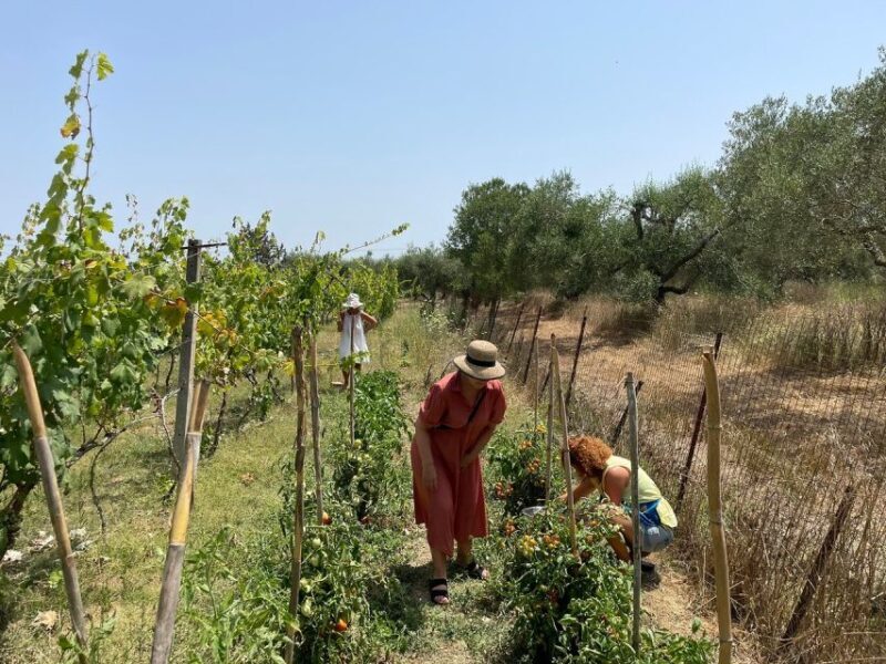 Vineyard Sips: Family Winery Tour & Gourmet Tasting in Corfu - Frequently Asked Questions