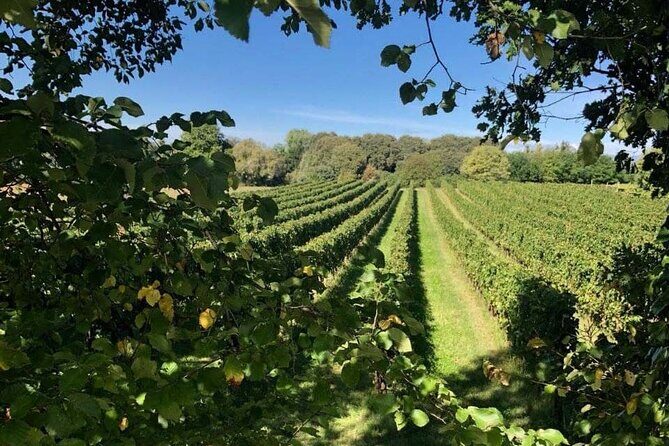 Vineyard tour and tasting of 6 Garda Wines with Giovanna Tantini - The Sum Up