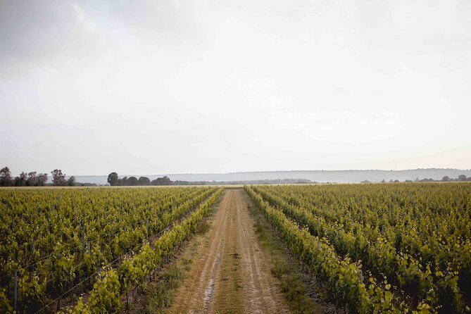 Vineyard tour and wine tasting in Davron - Vineyard tour and wine tasting in Davron: An authentic taste of Île-de-France’s hidden gem