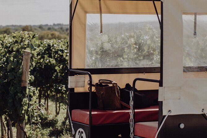 Vineyard tour and wine tasting in Davron - The value and practicalities