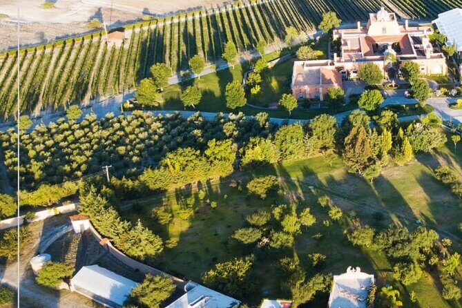 Vineyard, tour, tasting and fun in San Miguel de Allende - Final Thoughts