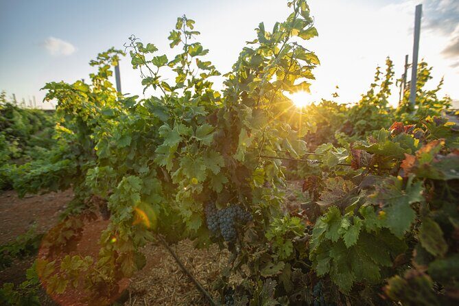 Vineyard tour with wine tasting and local products - Who Should Consider This Tour?