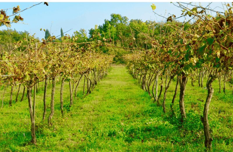 Vineyard Walk & Wine Tasting in the Berici Hills of Vicenza - Final Thoughts
