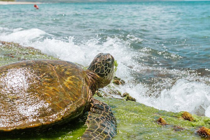 Vintage VW Turtle Tour on the North Shore - An In-Depth Look at the Vintage VW Turtle Tour