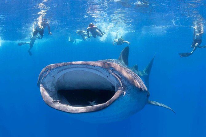 VIP Aloha Nui Snorkel Adventure w/ optional SCUBA from Lahaina - Introduction