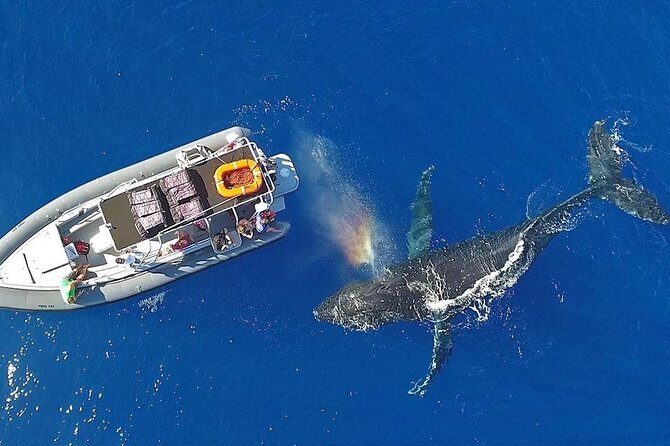 VIP Aloha Nui Snorkel Adventure w/ optional SCUBA from Lahaina - Why This Tour Offers Great Value