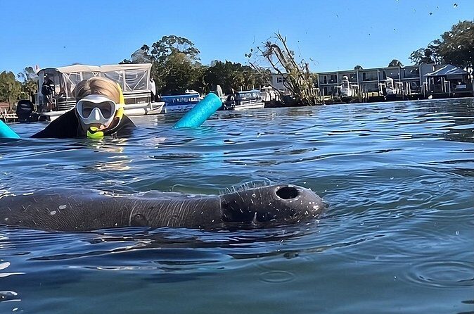 VIP Guided Swim with Manatee Tour Crystal River FL Free Photos - Why This Tour Stands Out