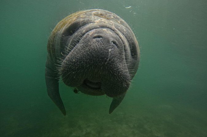 VIP Guided Swim with Manatee Tour Crystal River FL Free Photos - Practical Tips for Booking and Participating