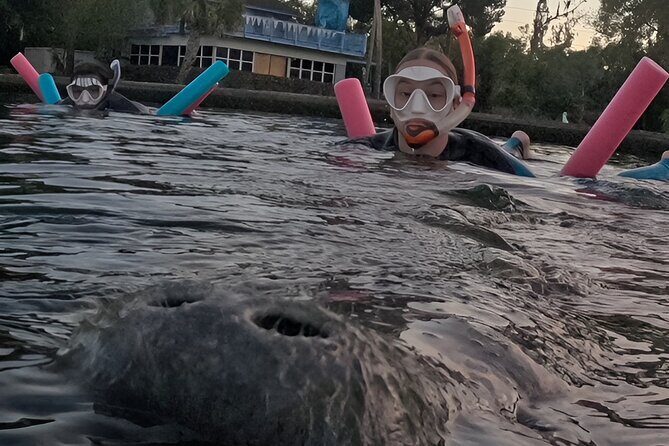 VIP Guided Swim with Manatee Tour Crystal River FL Free Photos - Why This Tour Is Perfect for