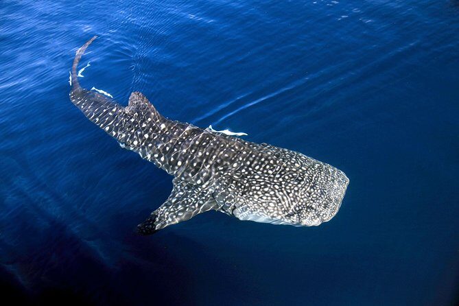 VIP luxury chartered escapes, exploring the reef at your own pace - Who Would Love This Tour?