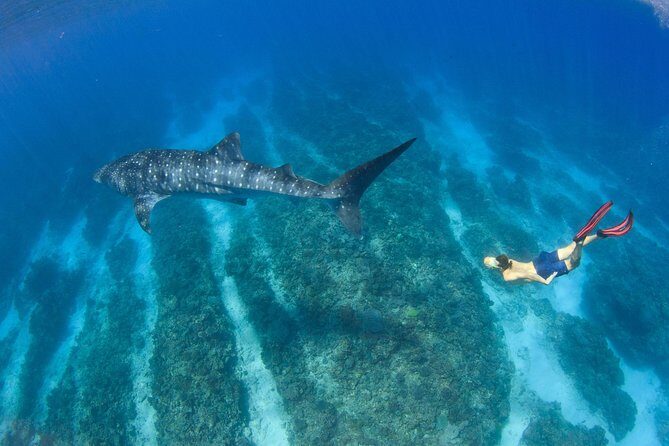 VIP luxury chartered escapes, exploring the reef at your own pace - Practical Tips for Booking and Participating