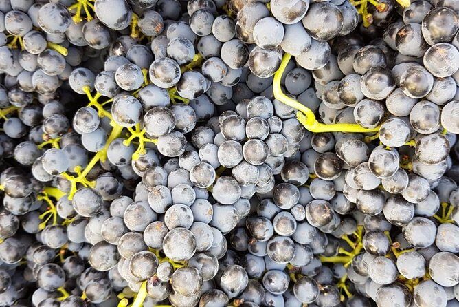 VIP Ronda Wine Tour and Tasting and Gourmet Lunch Experience with Winemaker - A Detailed Look at the Itinerary