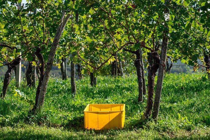 Vipava Valley Wine Express Tour From Ljubljana - Practical Aspects