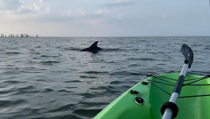 Virginia Beach: Dolphin Kayak Tour: This is a Workout! - What to Expect from the Virginia Beach Dolphin Kayak Tour