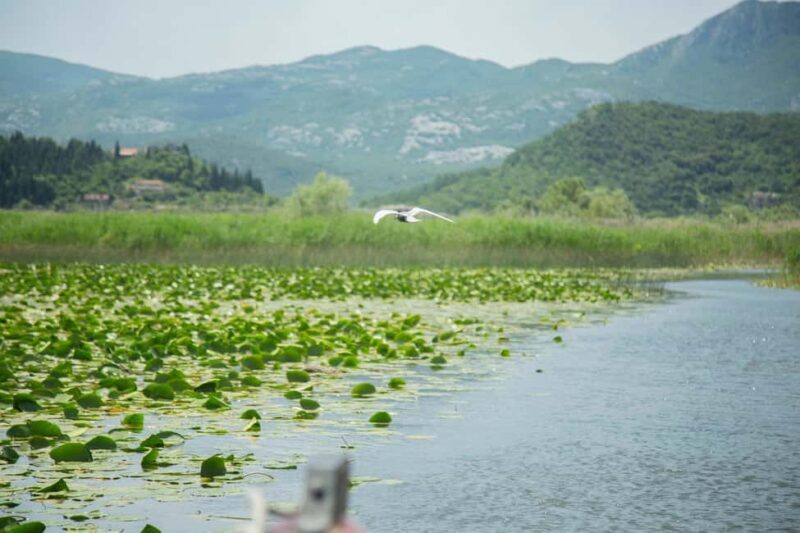 Virpazar: Historical & Nature Boat Adventure on Lake Skadar - FAQs
