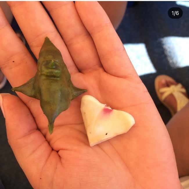 Virpazar: Skadar Lake Guided Nature Cruise with Drinks - The Sum Up