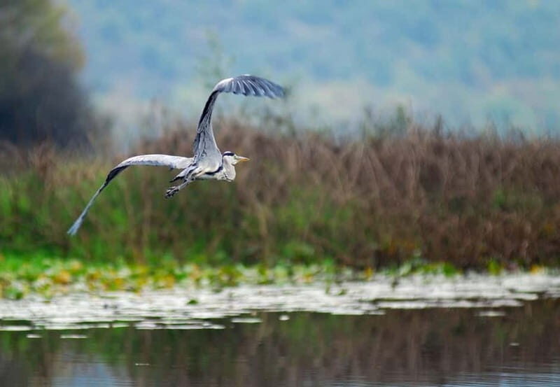Virpazar: Skadar Lake National Park Guided Boat Tour - FAQ