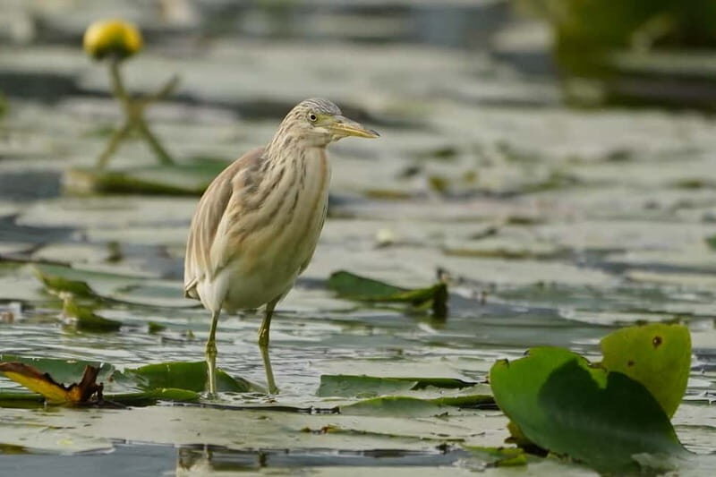 Virpazar: Skadar Lake PRIVATE Boat Tour to KOM MONASTERY - Who Should Consider This Tour?