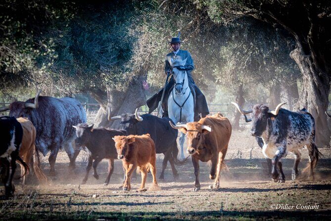 Visit Alvaro Domecq Horses and Brave Bulls in Freedom - An Overview of the Experience