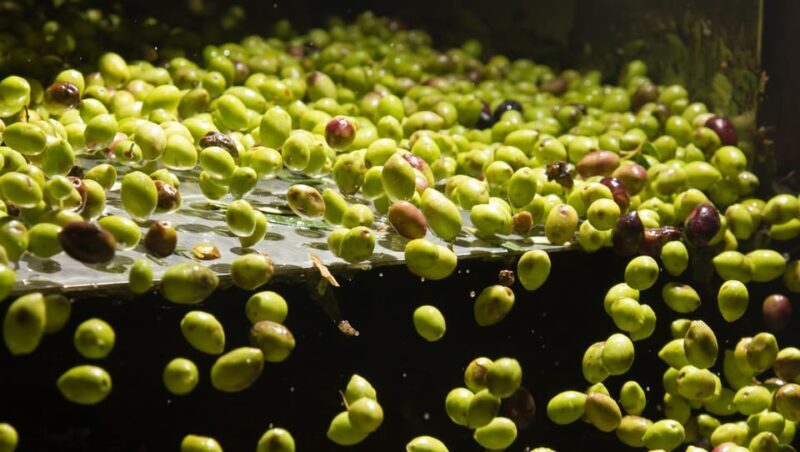 Visit an almazara + extra virgin olive oil tasting: Baeza - Final Thoughts