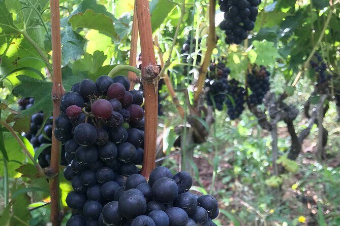 Visit and aperitif of the hills between Côte Rôtie and Condrieu - The Practicalities