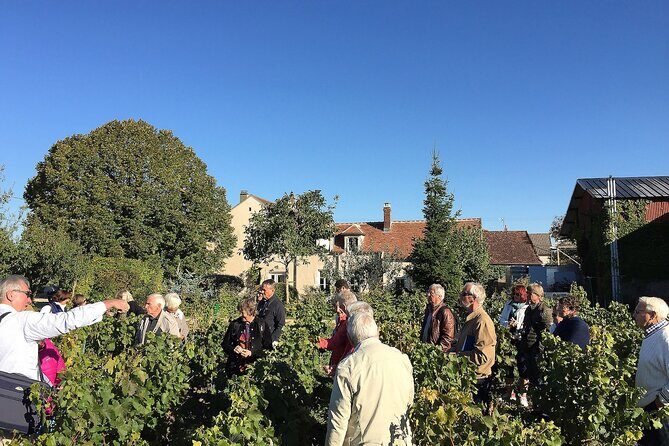 Visit and Chablis wine tasting at Domaine Clotilde Davenne in English - A Closer Look at the Tour Experience